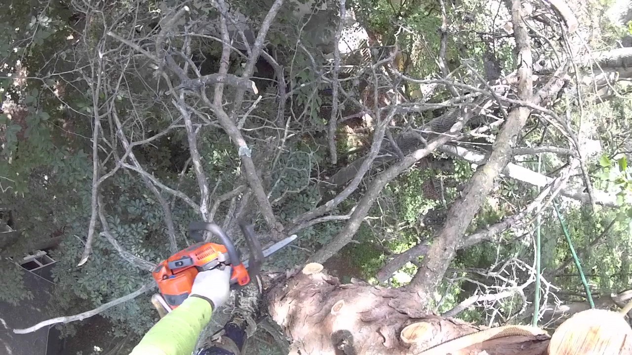 The Heavy Leaning Splitting Pine Tree - Part 1 - YouTube