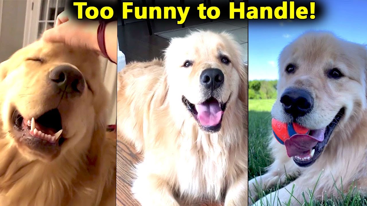 Why Golden Retrievers are the FUNNIEST DOGS || Cutest Moments Ever ...