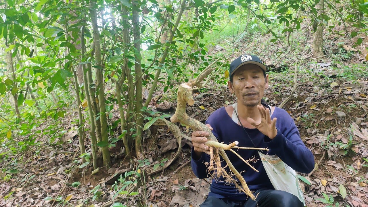 hunting bahan bonsai di alam liar hutan tropis‼️ - YouTube
