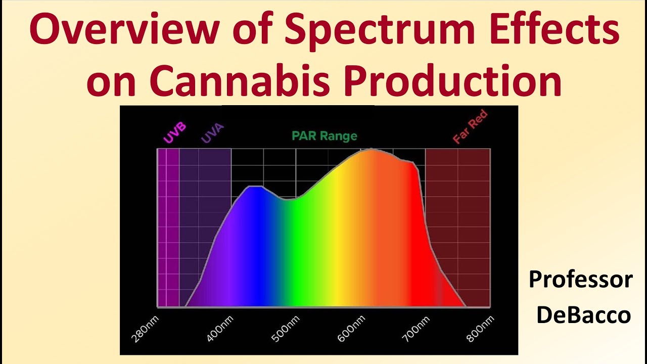 Overview of Spectrum Effects on Cannabis Production - YouTube