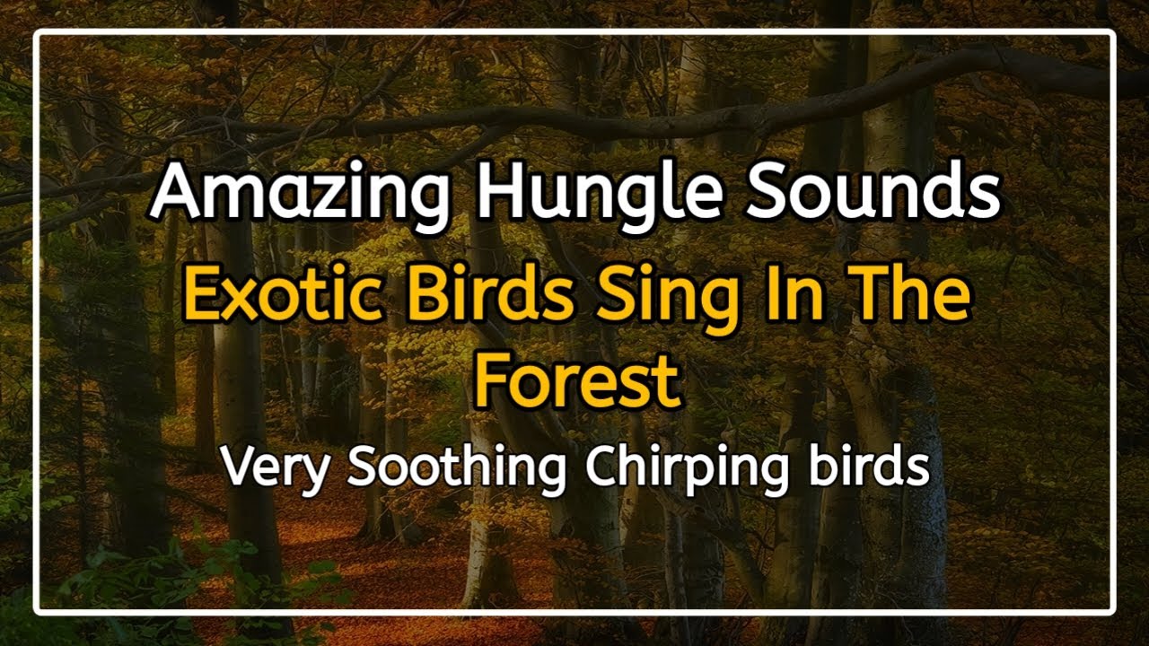 Incredible Jungle Sounds HD - Exotic Birds Singing in Tropical ...