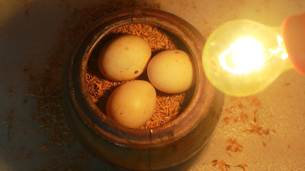 Mini incubator at home from a Clay Pot - YouTube