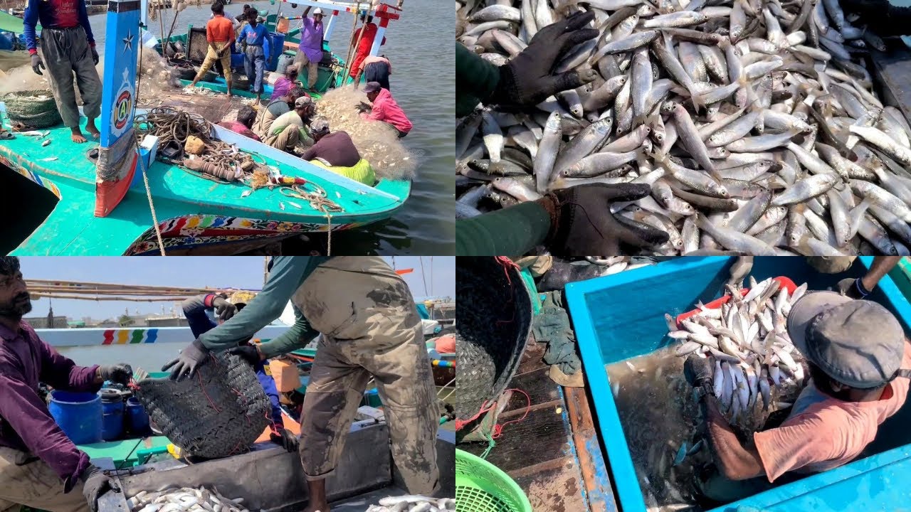 BIYA FISH LOADING TRUCK FISHERMAN AND FISHING BOAT - YouTube