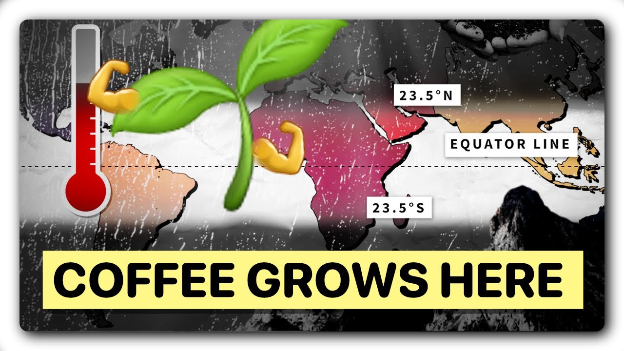 The Coffee Belt - YouTube