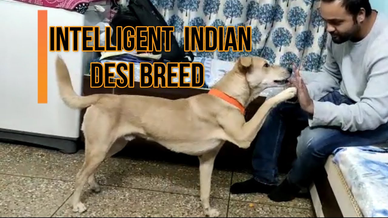 indian desi dog carrying own leash || Intelligent Indian desi dog breed ...