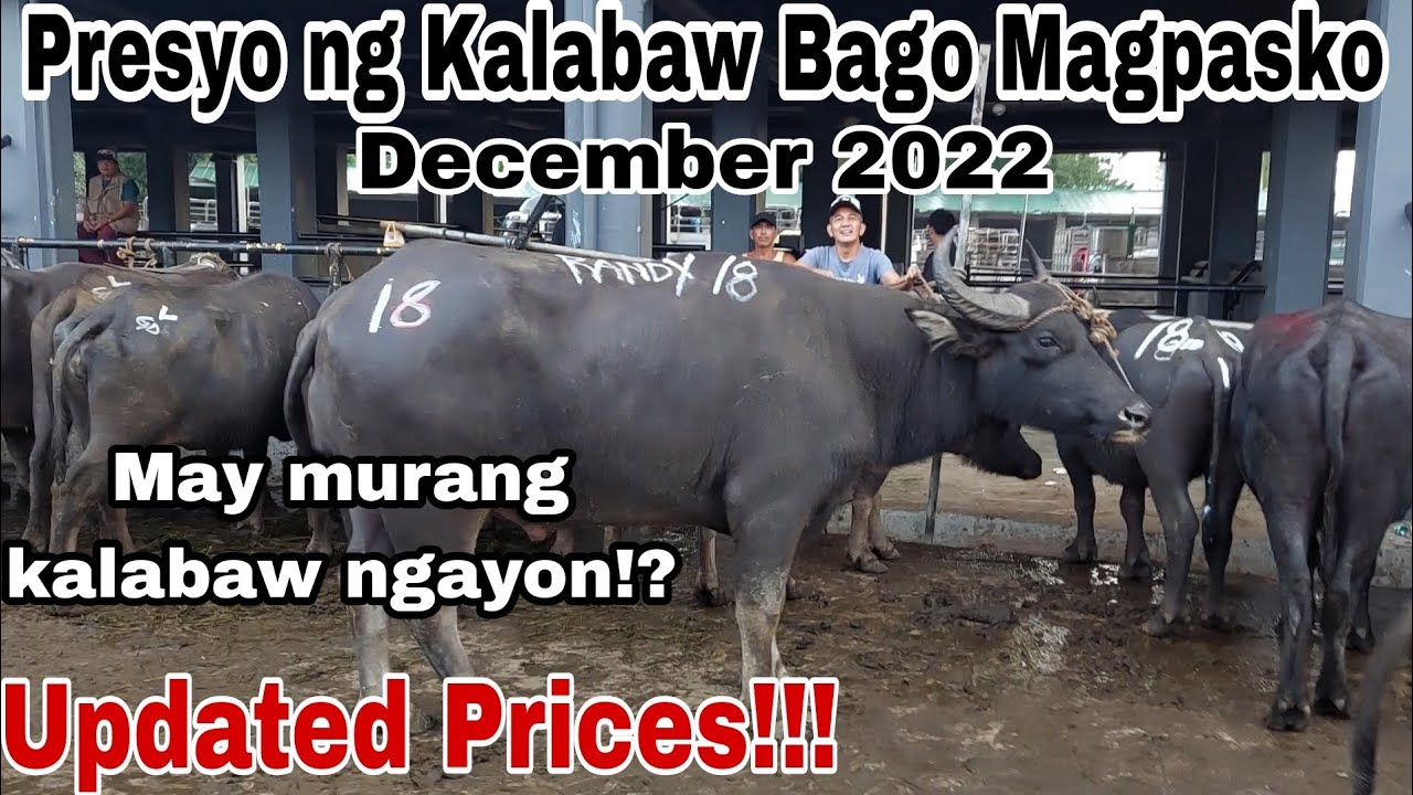 LAHAT NG KLASE NG KALABAW, NANDITO NA! | Presyohan ng Kalabaw sa Padre ...