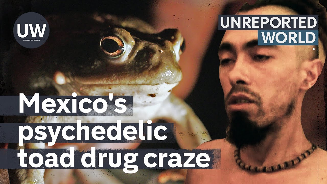 Can Mexico's psychedelic toad drug help mental health problems ...