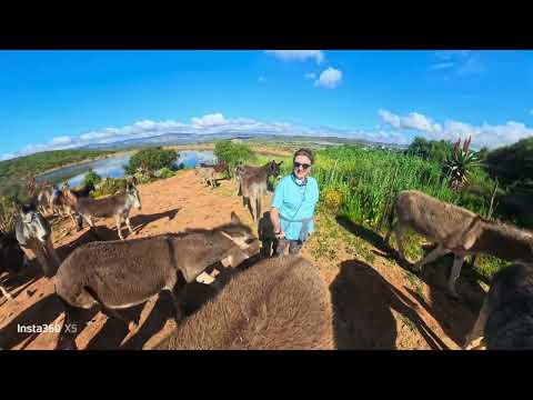 Karoo Donkey Sanctuary De Rust where abused donkeys, cows & horses live in an absolute heaven!