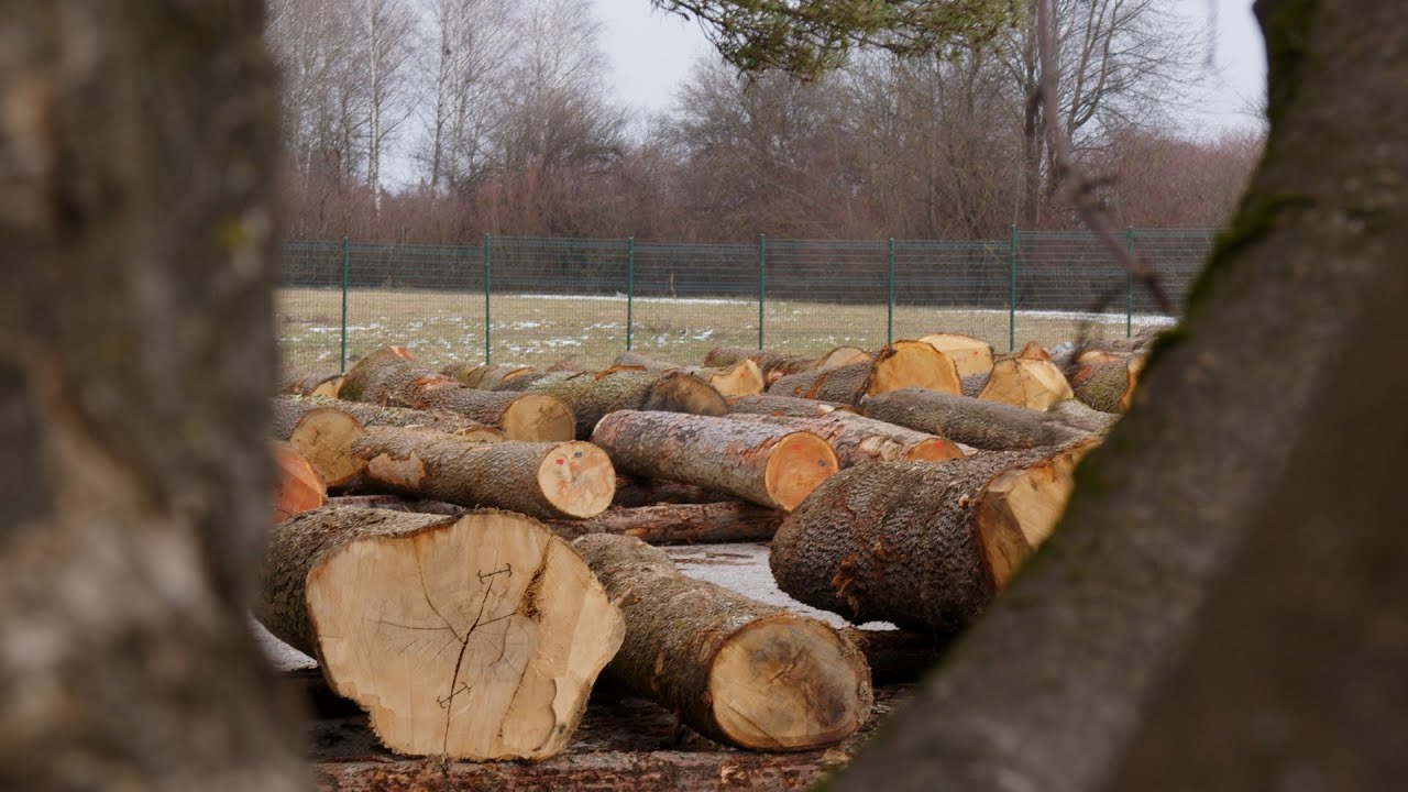 Zgodbe z dogodkov: Na prvi letošnji licitaciji vrednejše hlodovine ...