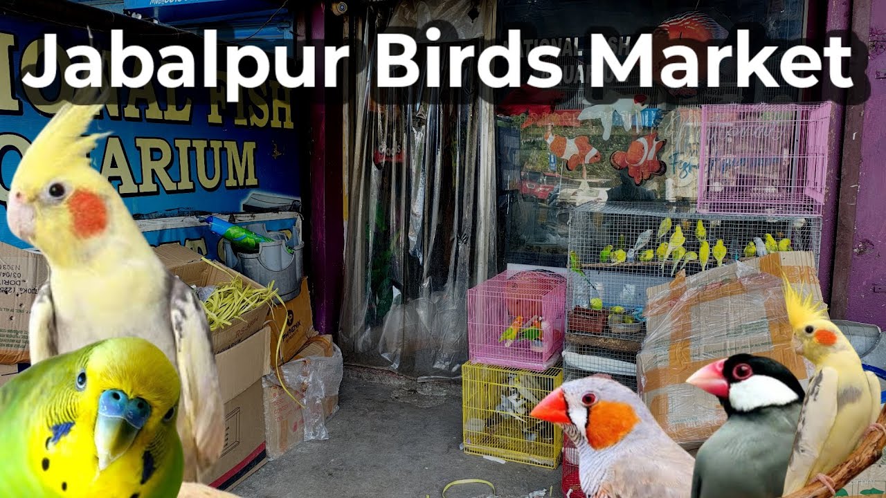 Jabalpur Birds Market | Exotic Birds Price | Cockatiel Budgies Love ...