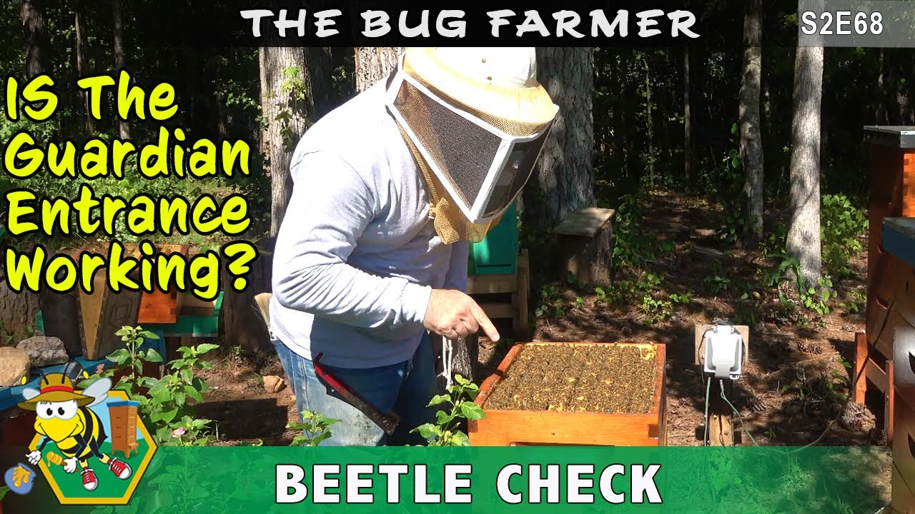 Does the Guardian Entrance Work? Checking all of the hives for hive ...