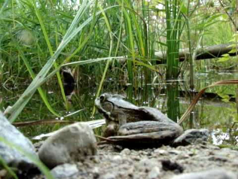 Green Frog on the Carden Alvar - YouTube