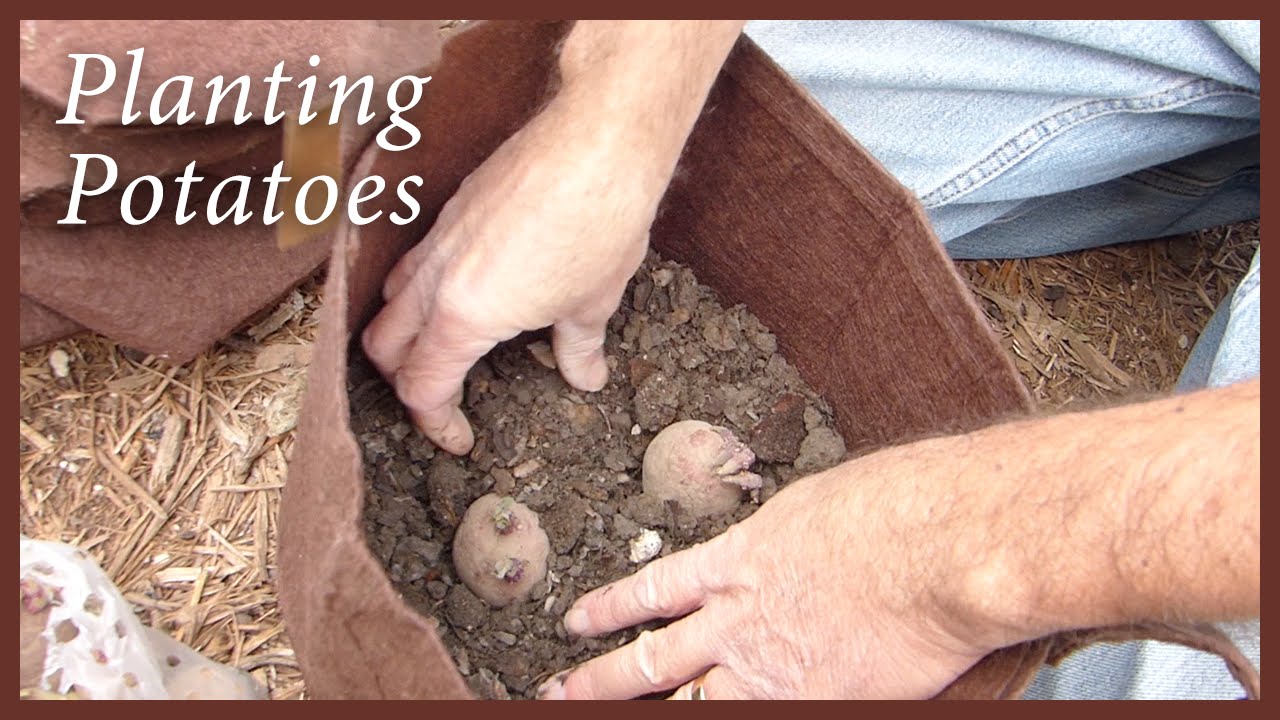 Planting Potatoes: It's Fabric Pots for me! - YouTube