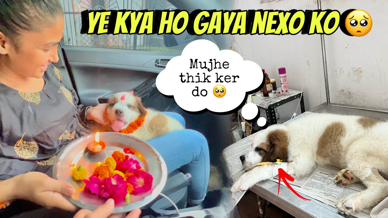Nexo ko kya ho gaya 🥺 || Saint Bernard Tik fever || Fighter nexo 🥺|| # ...