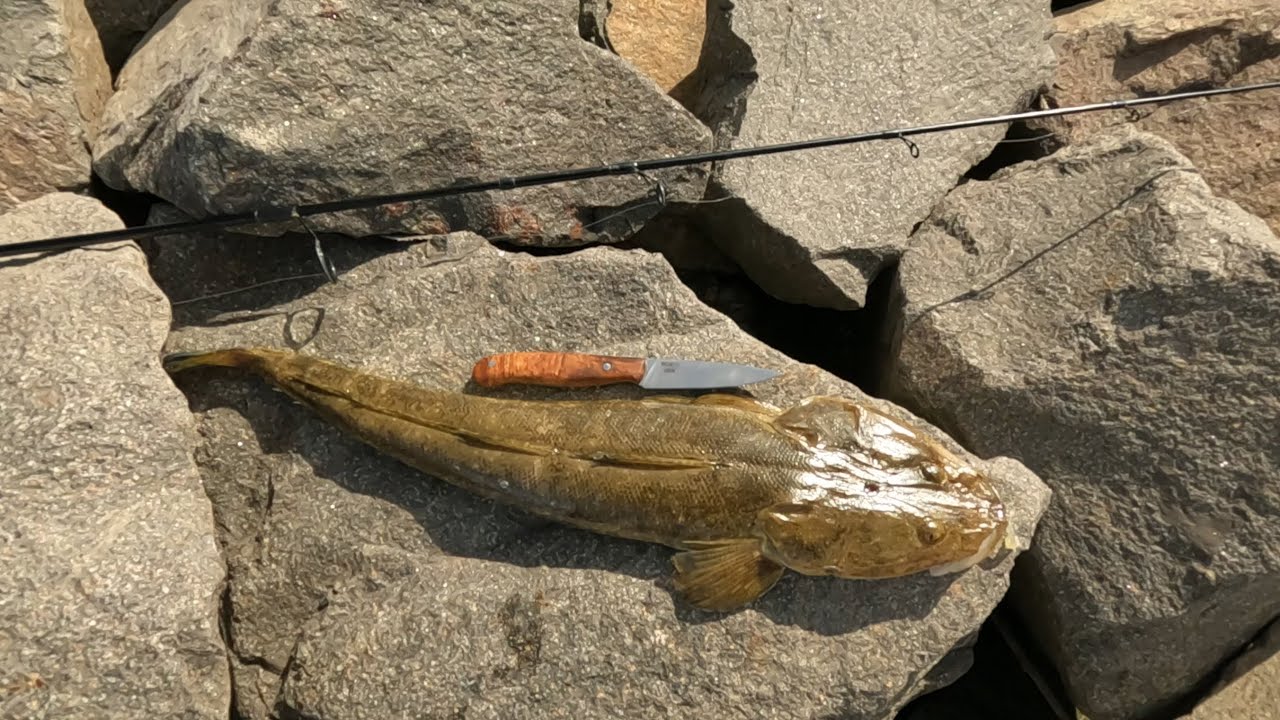 Single 56cm Flathead from a quiet morning trip. - YouTube
