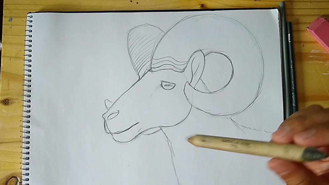 Cómo dibujar un Borrego Cimarrón !!! - YouTube