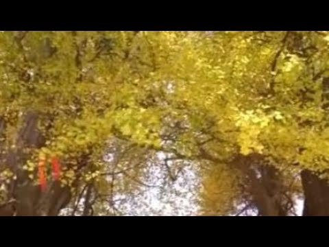 Thousand-year-old ginkgo trees welcome best viewing period - YouTube