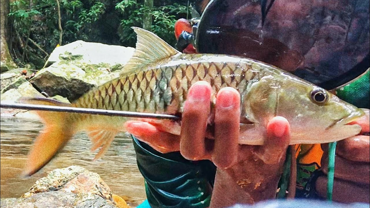 Nembak ikan mahal di tengah hutan rimba Patani Thailand - YouTube