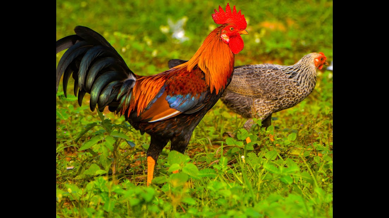 How to Identify Pure Country Chicken Breed - YouTube