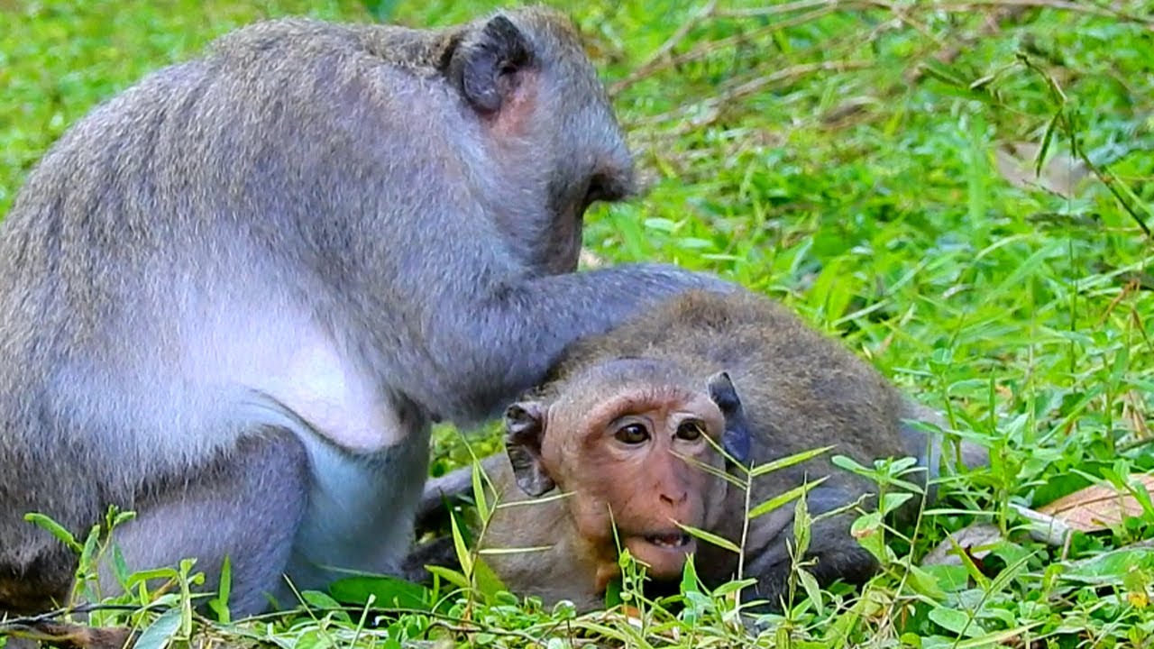 Low Power.. Giant Jinx Monkey So Weak Her Belly is Hurting Can`t Get Up ...