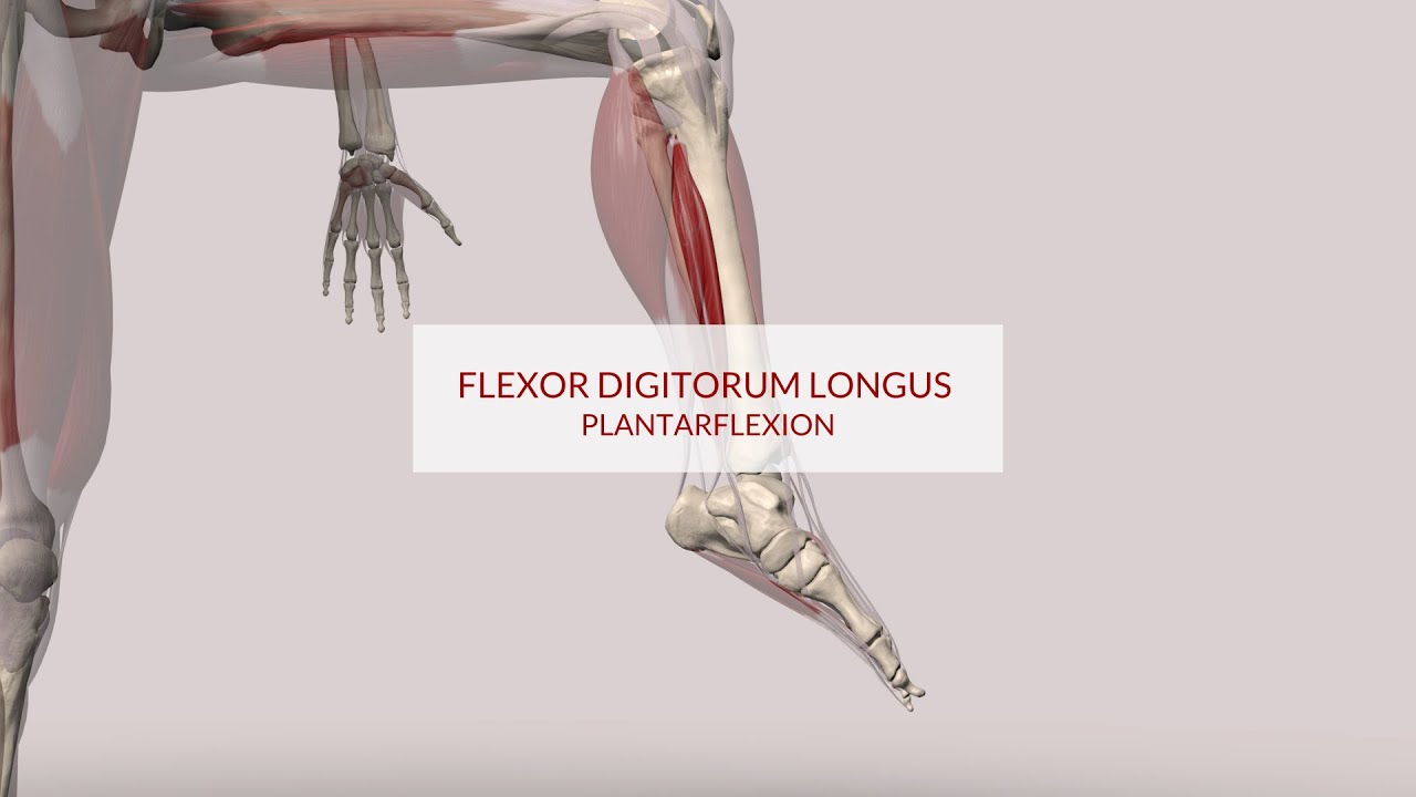 Flexor Digitorum Longus Function: Plantarflexion (3d Animation) - YouTube