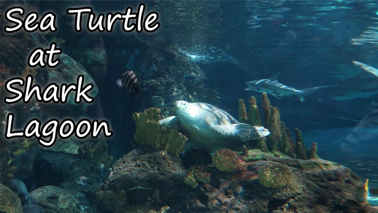 Up Close with Sally the Sea Turtle l Shark Lagoon l Ripley's Aquarium ...
