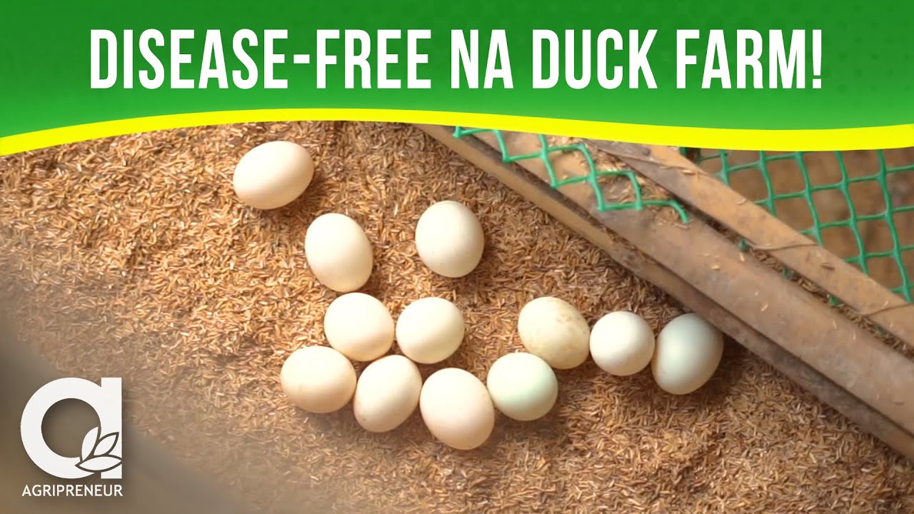 Techniques sa Segregation at Productivity kasama ang FC K2 Duck Farm ...