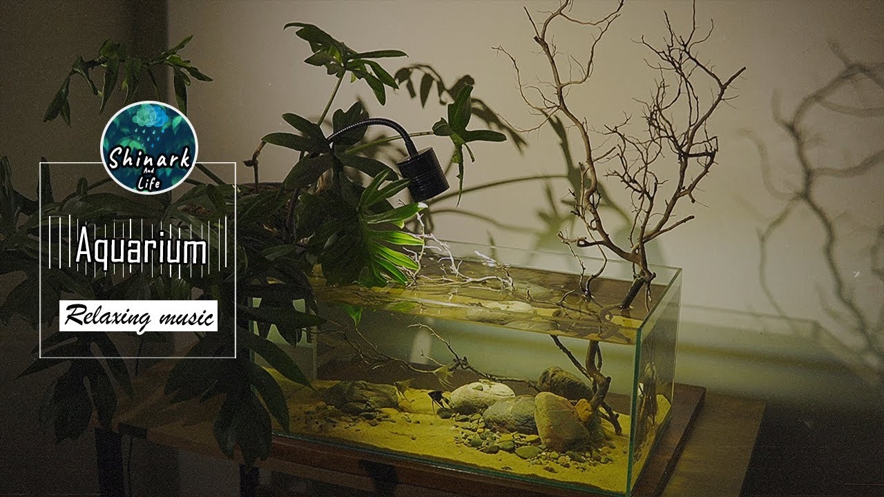Biotope Biotop tank | Healing meditation with music and aquarium in 30 ...