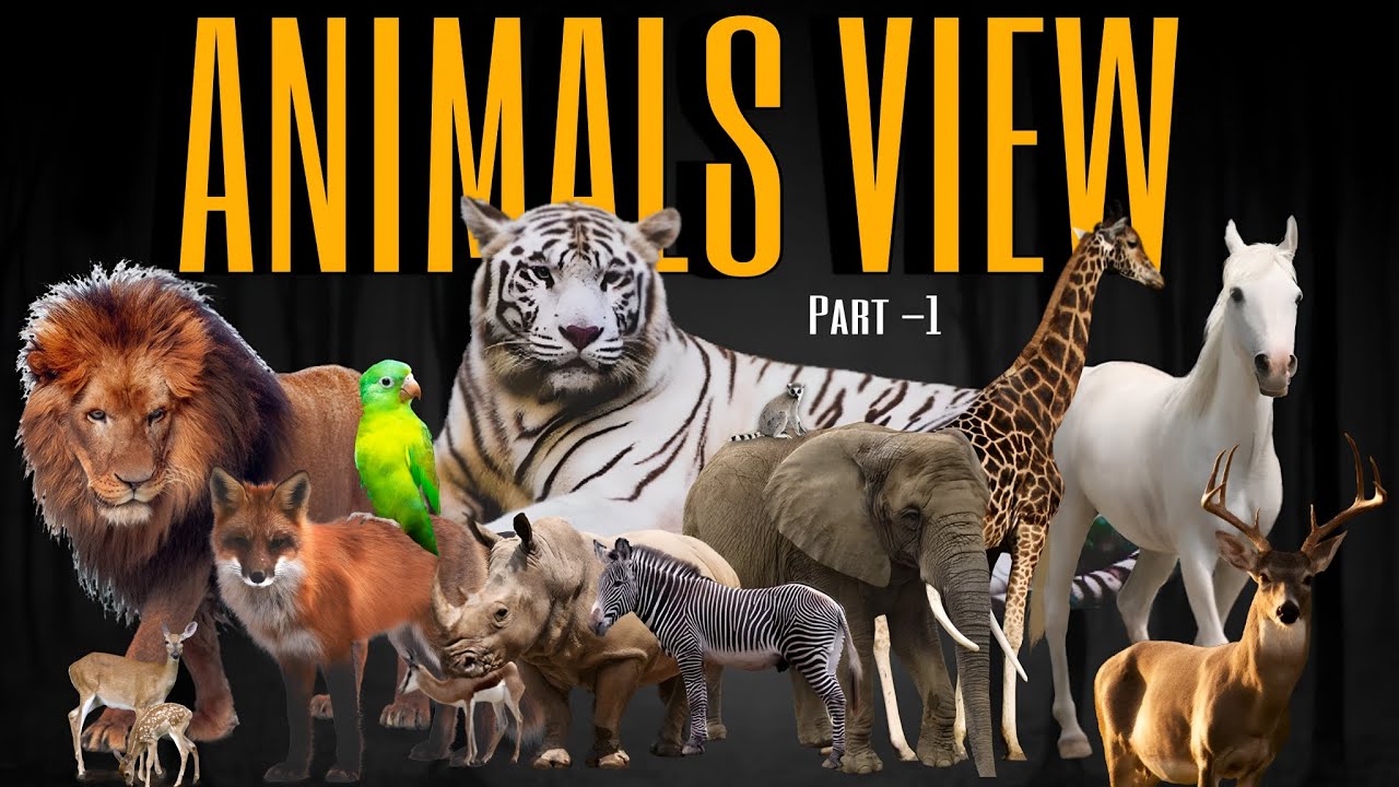Animals view part-1 - YouTube