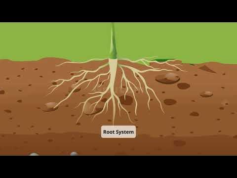 Roots and Shoots Systems in Plant - YouTube