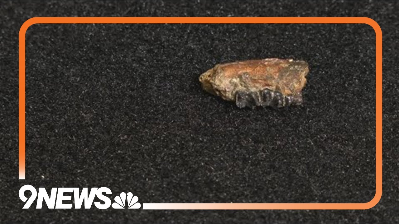 Paleontologists discover rare new fossil in western Colorado - YouTube