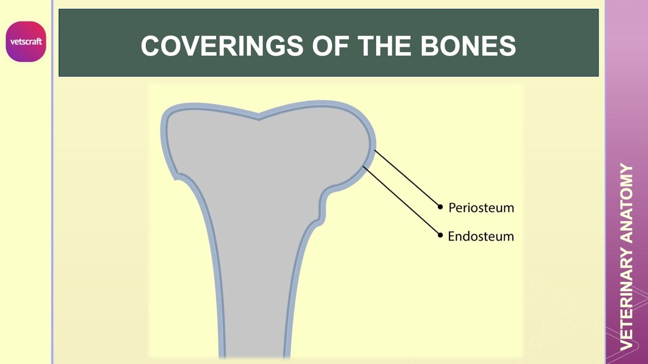 Coverings of the Bones | Osteology | Veterinary Anatomy | Vetscraft ...