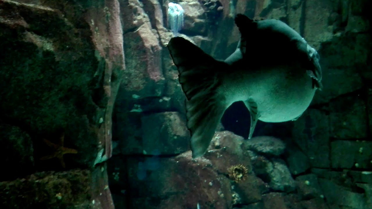 Beautiful beast of the deep - YouTube