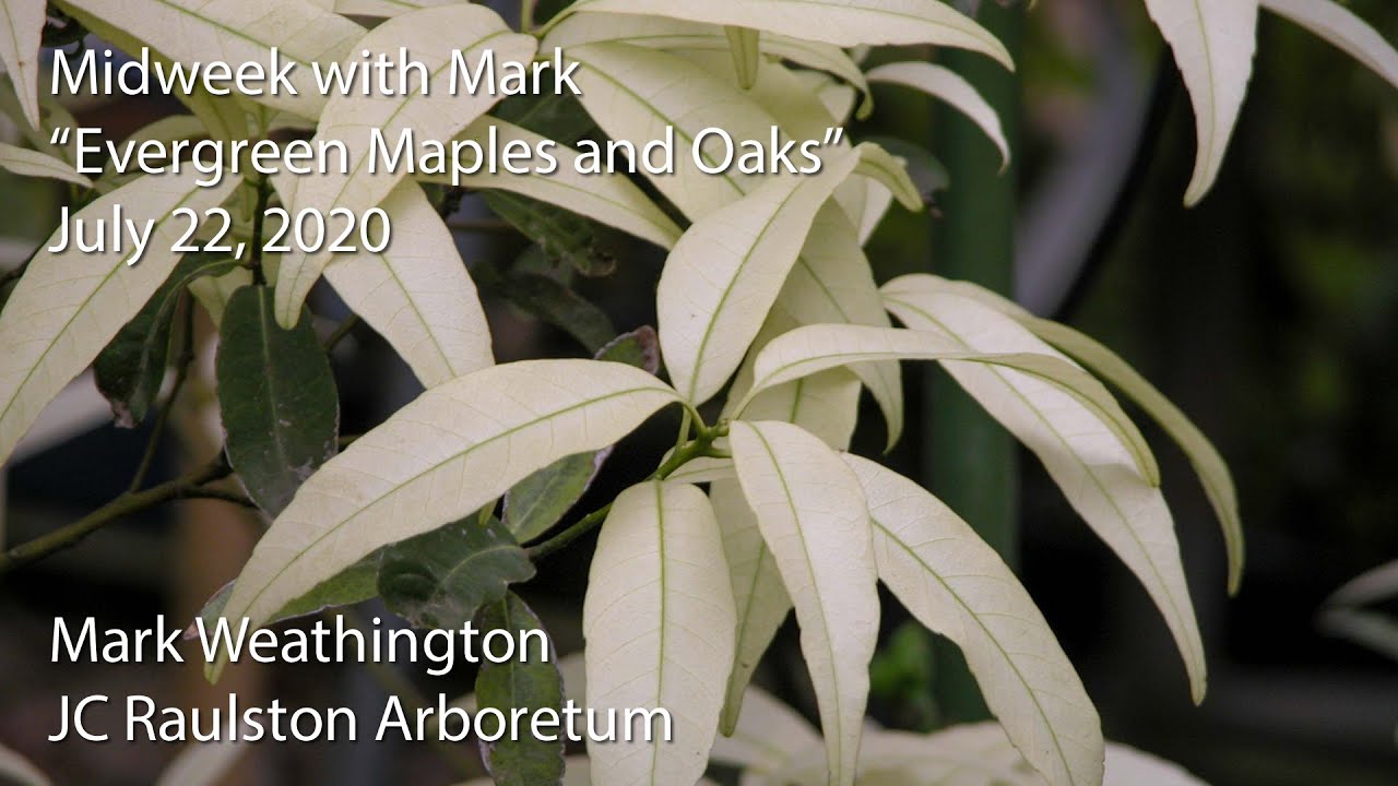 "Evergreen Maples and Oaks" - YouTube