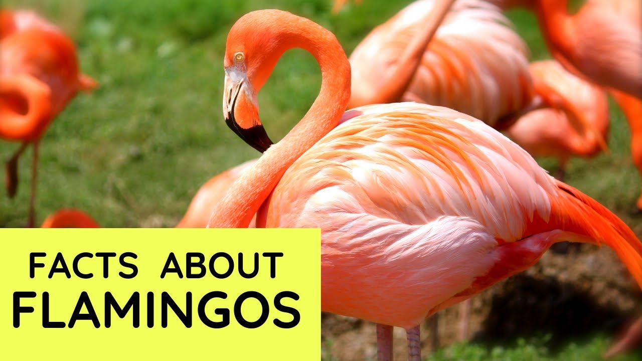 Flamingo Facts for Kids | Interesting Educational Video about Flamingos ...