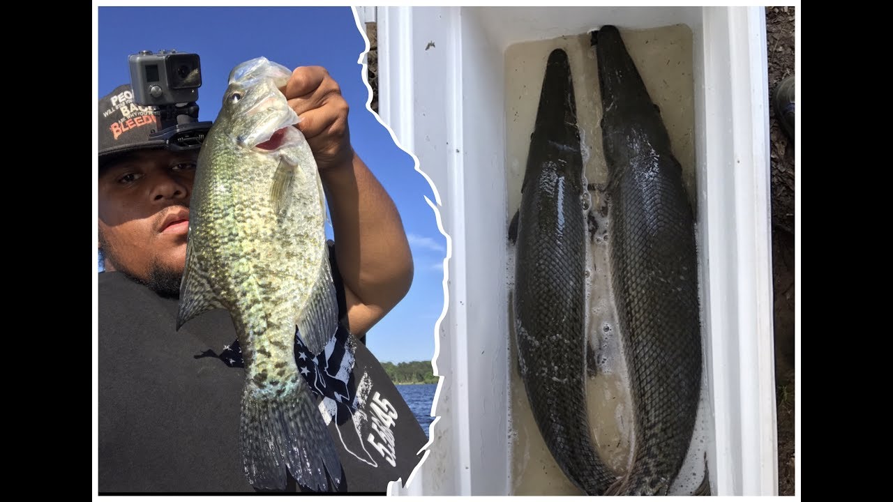 Louisiana Crappie Fishing & *Cleaning/Cooking Garfish* - YouTube