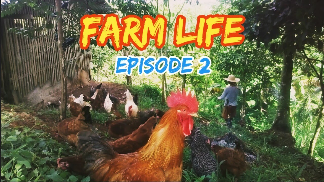 Farm Life Episode 2 #countrysidelife #farmlife - YouTube