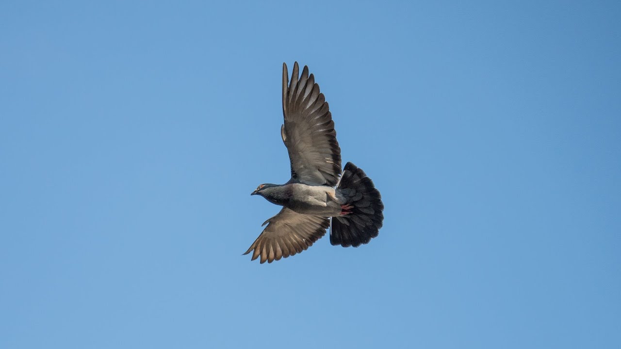 Pigeons Flying Under Sky in #slowmotion - YouTube