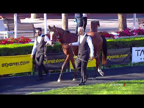 Kurtel Atçılık Tay Satışları