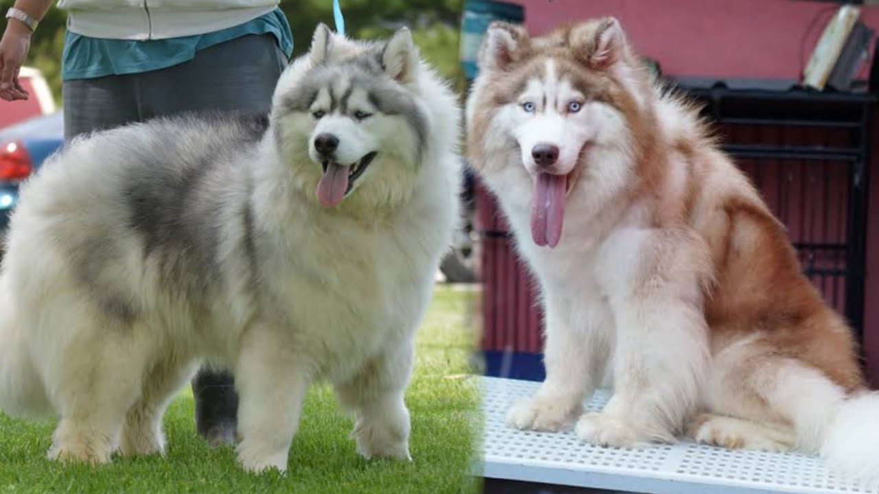 Woolly Coat Black and White Blue Eyes Siberian Husky male for Sale ...