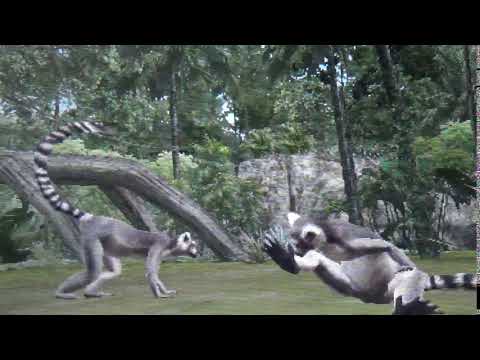 Ring Tail Lemur behaviors on Zoo Resort 3D