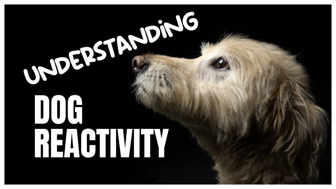 Dog Coaching 101: How to deal with a reactive dog the right way - YouTube