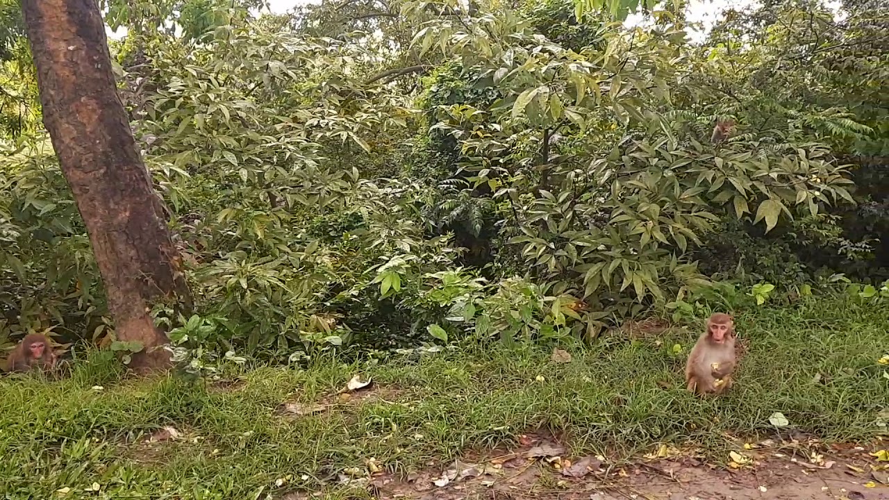 Desi Monkey inside the road - YouTube