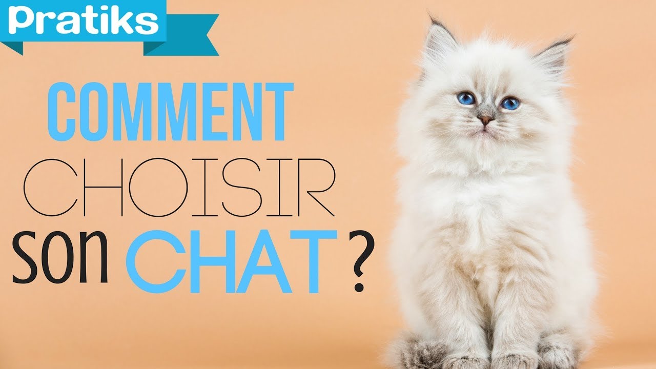 Comment choisir son chat - YouTube