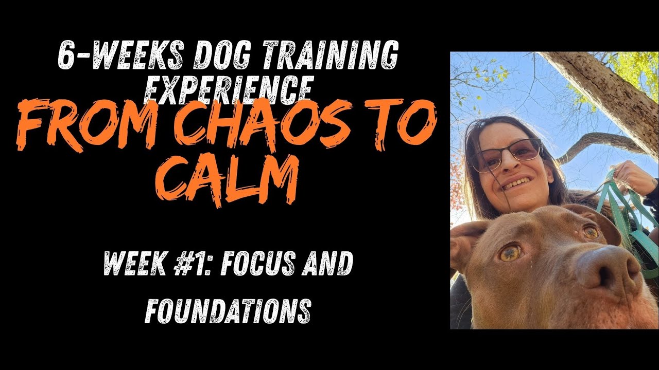 Dog Training Experience Week 1: Calm Dog Training Begins | Rescue Dog ...