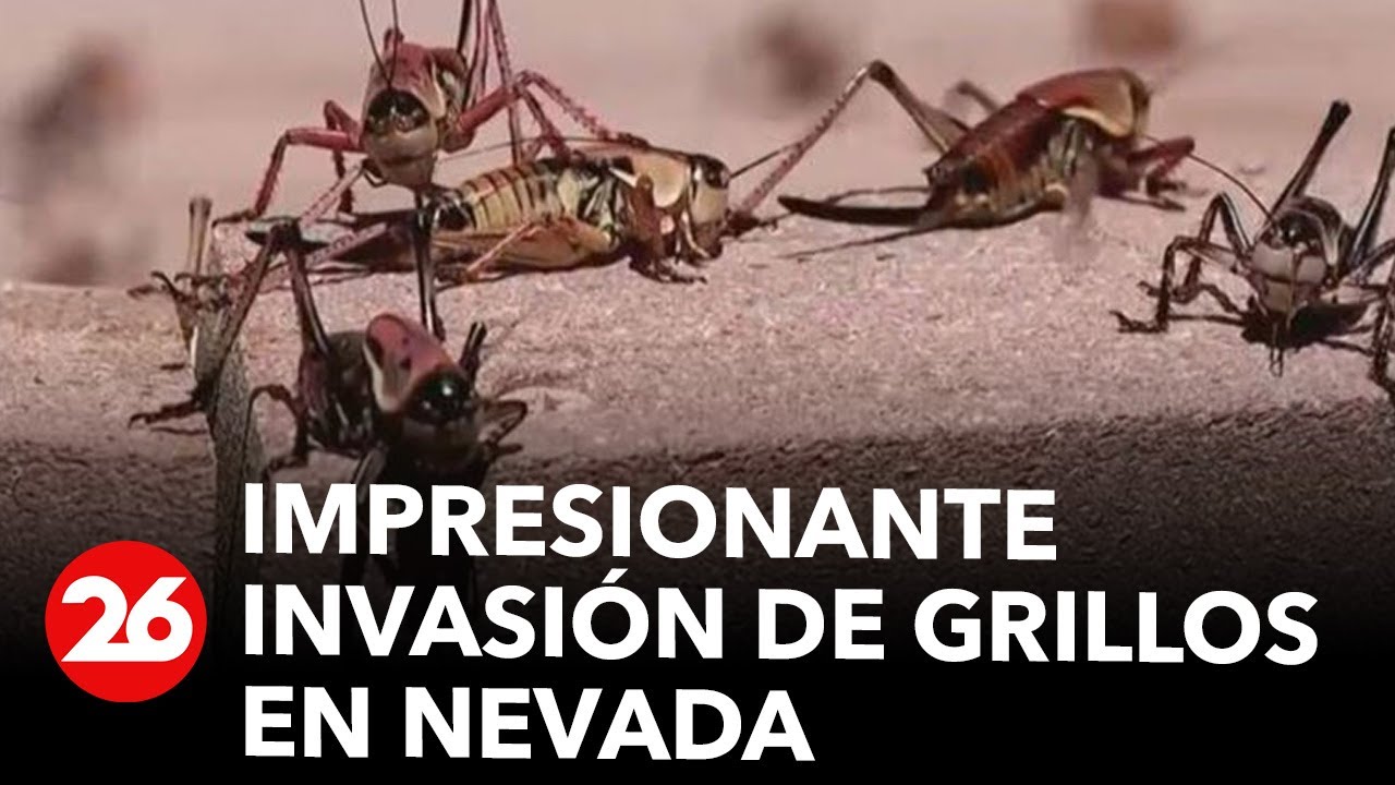 ESTADOS UNIDOS | Impresionante invasión de grillos en Nevada: los ...