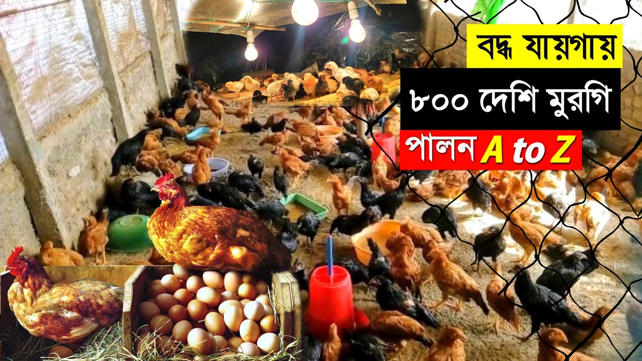 বদ্ধ যায়গায় ৮০০ দেশি মুরগি পালন (A to Z) | Local murgi farm ...