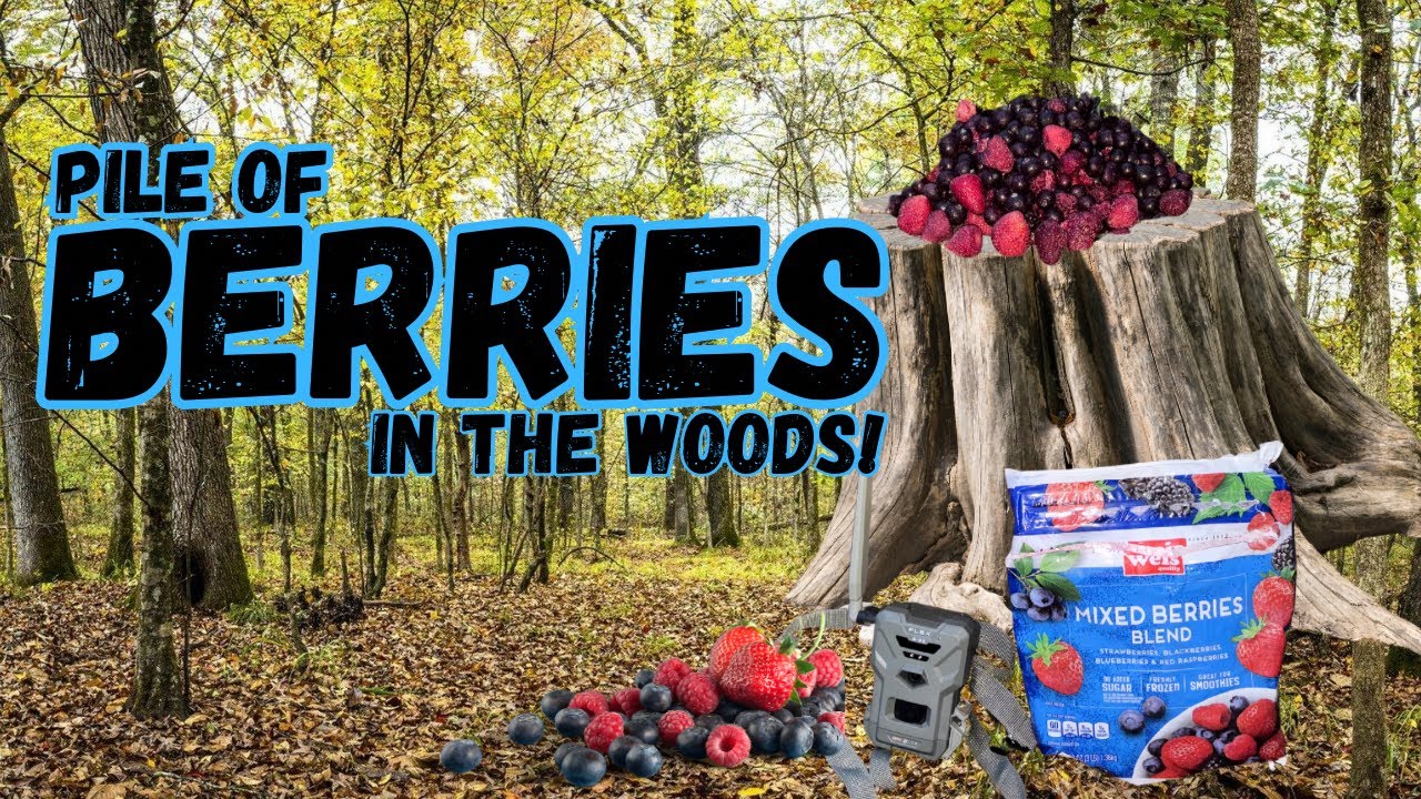 I left a PILE of BERRIES in the woods for a month!- Wildlife Caught on ...