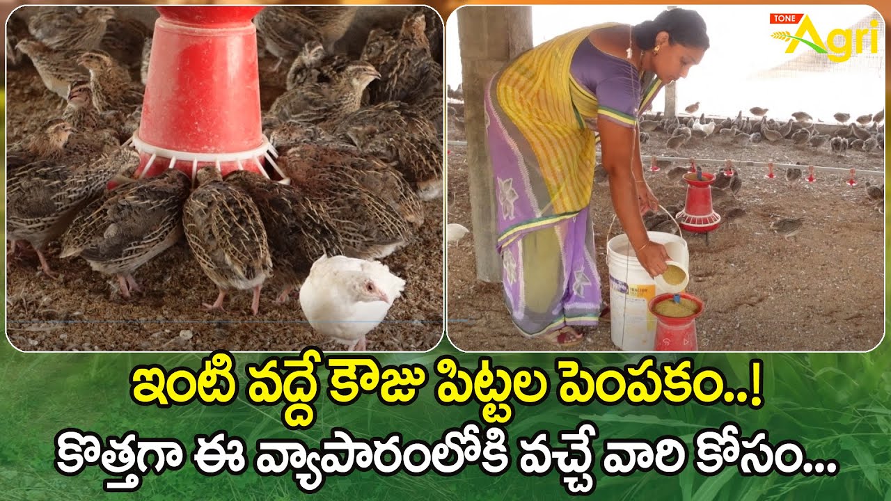 Kouju Pitta, Quail Birds Farming at Home | కొత్తగా ఈ వ్యాపారంలోకి వచ్చే ...