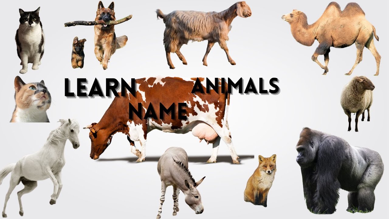 Animals Name in English | Animated Videos | Animated Videos for Kids ...